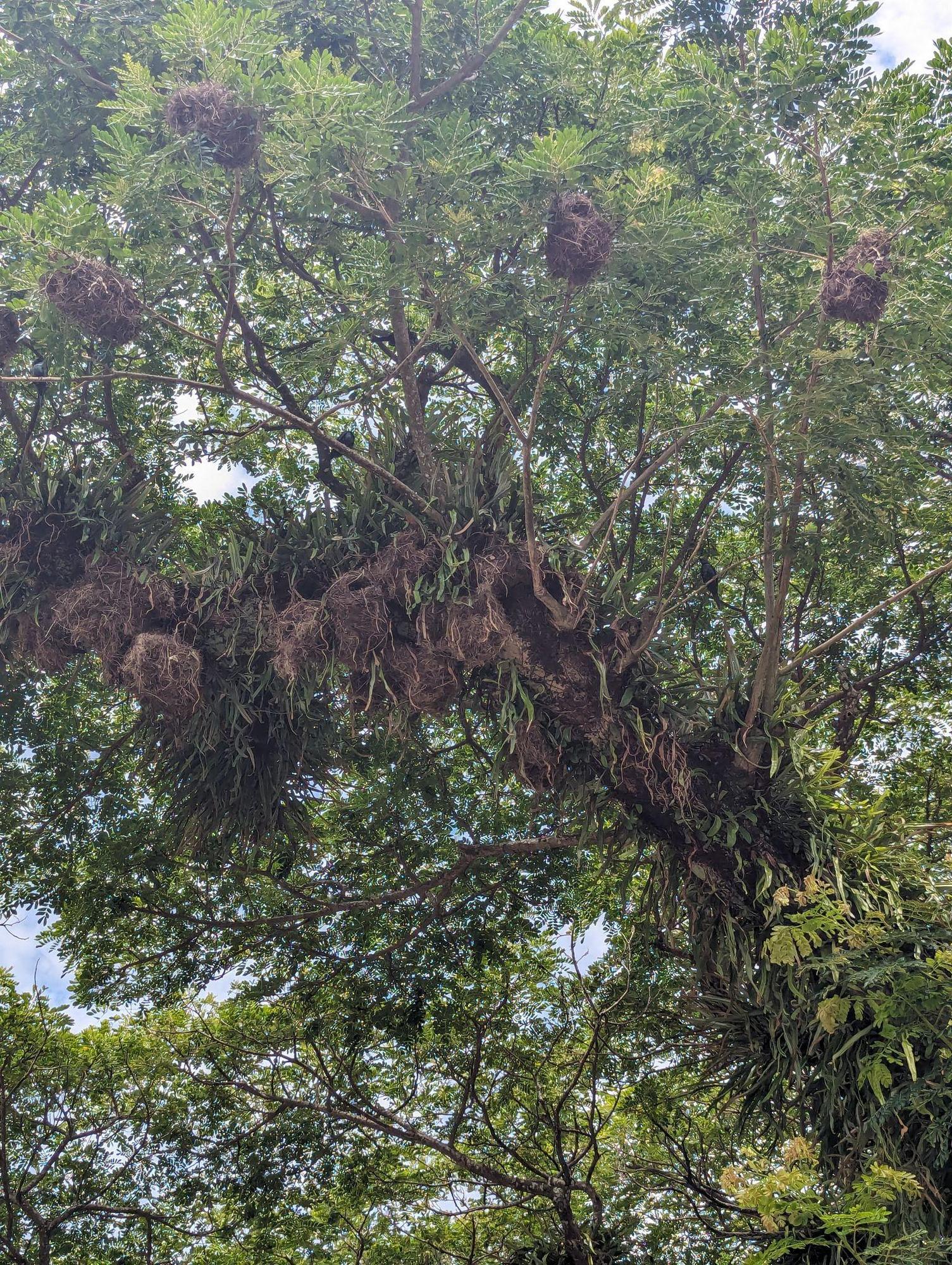 IGA Tully (1) | Tully, QLD | EV Station